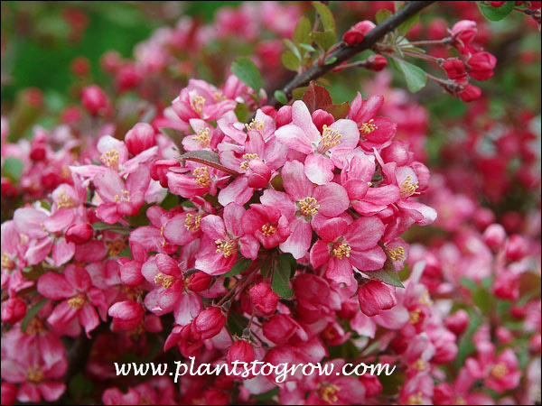 Pink Princess Ornamental Crabapple | Plants To Grow Plants Database by ...