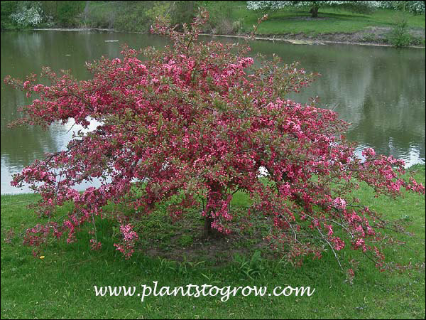 Pink Princess Ornamental Crabapple | Plants To Grow Plants Database by ...