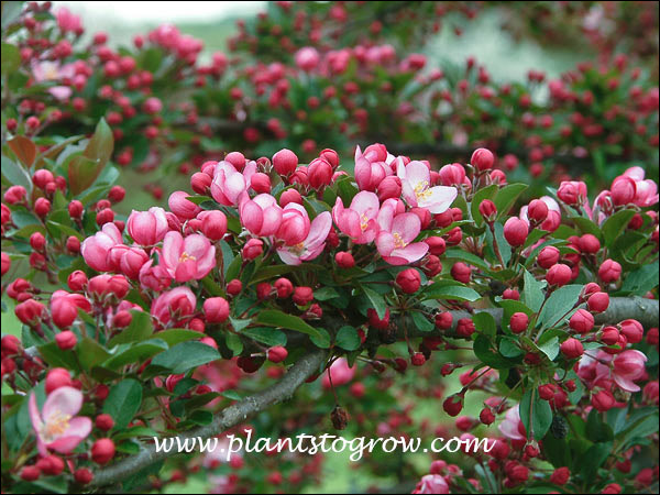 Pink Princess Ornamental Crabapple | Plants To Grow Plants Database by ...