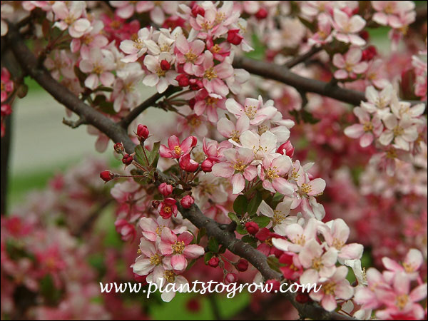 Pink Princess Ornamental Crabapple | Plants To Grow Plants Database by ...