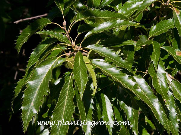 Chinkapin Oak (Quercus muehlenbergii) | Plants To Grow Plants Database ...