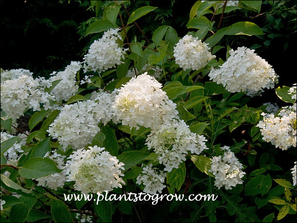 3-8 | Plants To Grow Plants Database by Paul S. Drobot