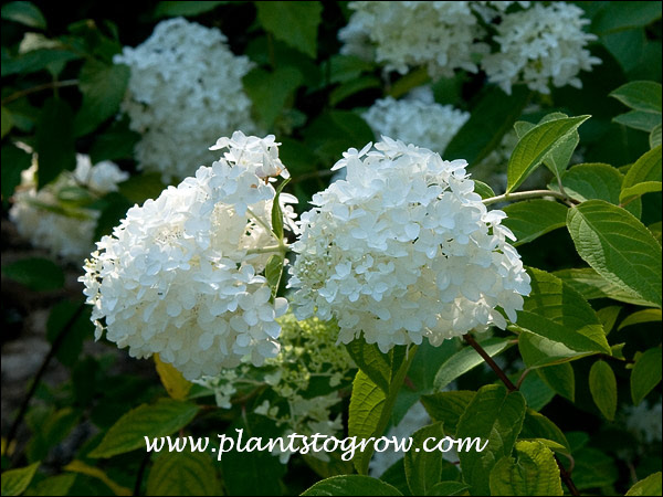 3-8 | Plants To Grow Plants Database by Paul S. Drobot