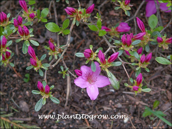 Compact Korean Rhododendron Rhododendron yedoense var poukhanense ...