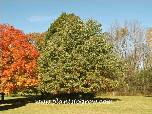 Red Sunset Maple | Plants To Grow Plants Database by Paul S. Drobot