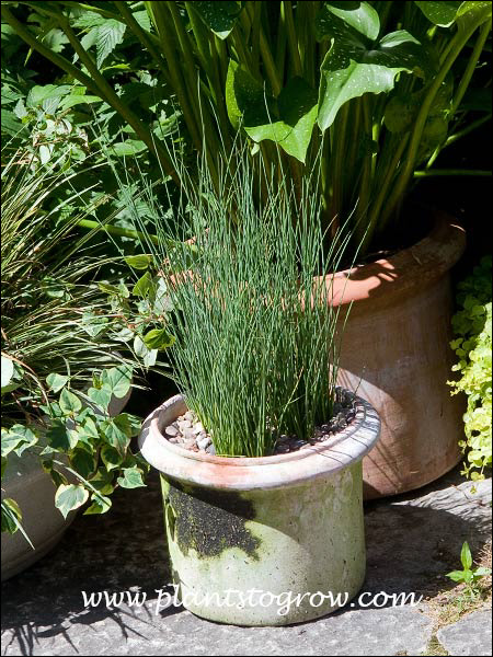 (4)5-9 | Plants To Grow Plants Database by Paul S. Drobot