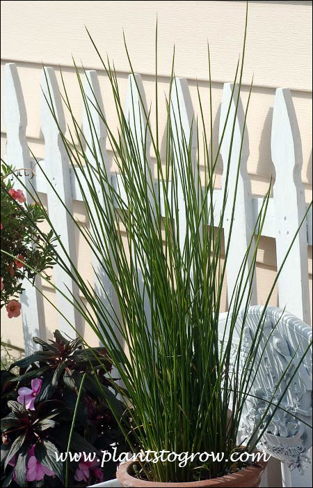 6-10 | Plants To Grow Plants Database by Paul S. Drobot