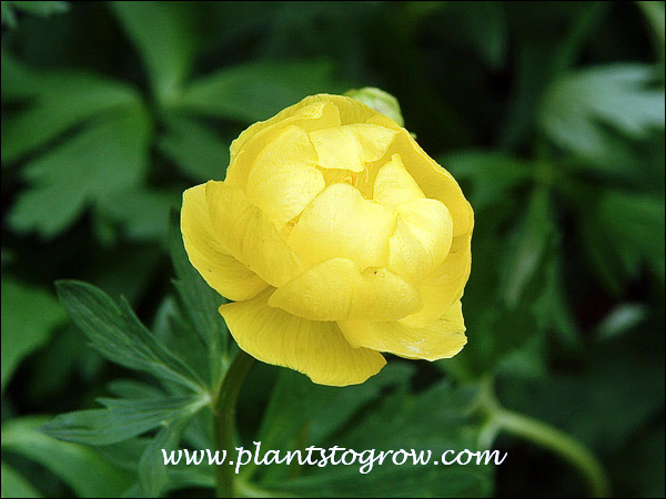 3-7 | Plants To Grow Plants Database by Paul S. Drobot