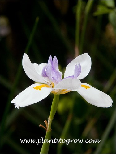iris plant database