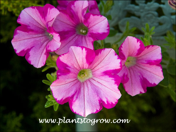 9-10 | Plants To Grow Plants Database by Paul S. Drobot