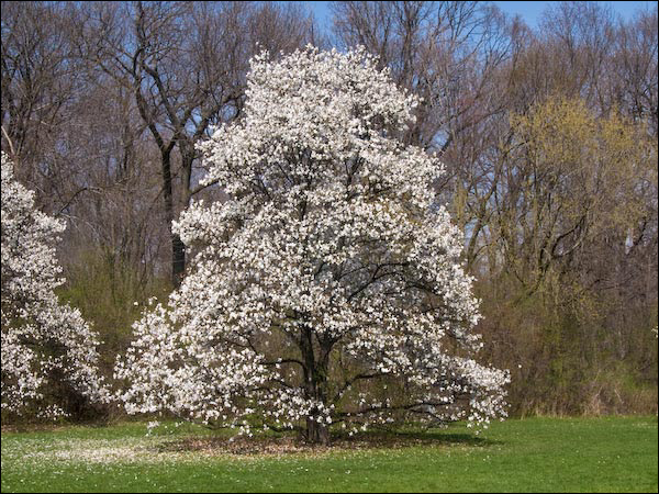 Merrill Magnolia (Magnolia x loebneri) | Plants To Grow Plants Database ...