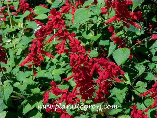 Salvia Van Houttei (Salvia splendens) | Plants To Grow Plants Database ...