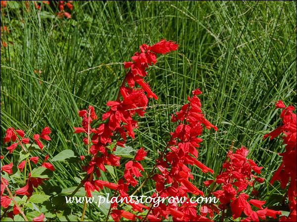 Salvia Van Houttei (Salvia splendens) | Plants To Grow Plants Database ...