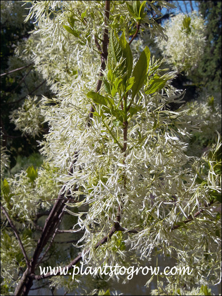 White Fringe Tree (Chionanthus virginicus) | Plants To Grow Plants ...