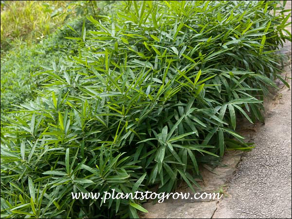 6b-10 | Plants To Grow Plants Database by Paul S. Drobot