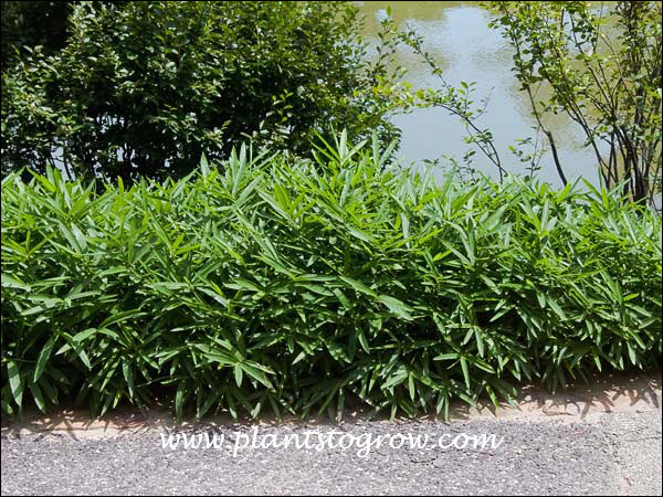 6b-10 | Plants To Grow Plants Database by Paul S. Drobot