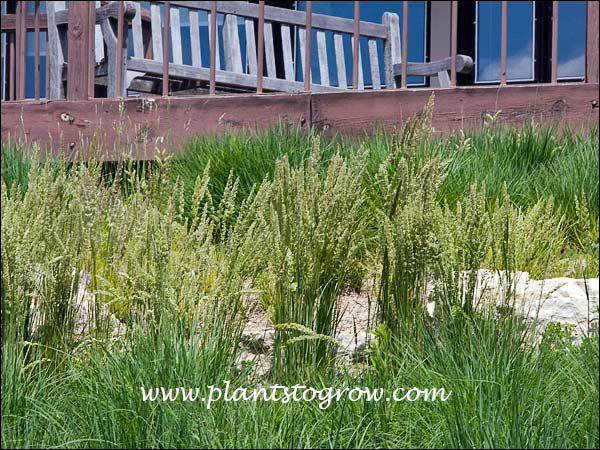 June Grass (Koeleria macrantha) | Plants To Grow Plants Database by ...