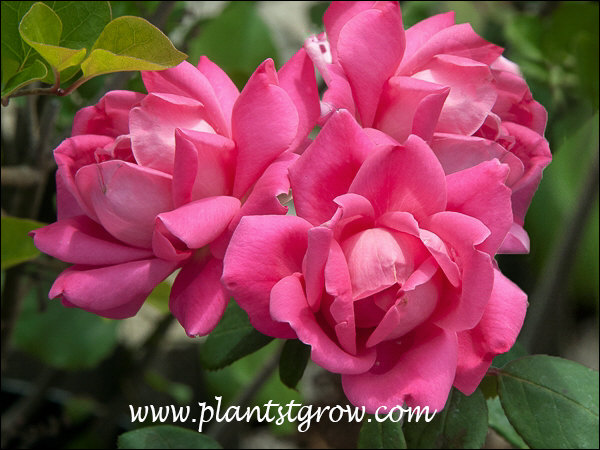 Double Knockout Pink Rose (Rosa) | Plants To Grow Plants Database by ...