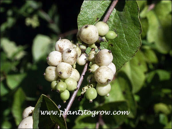 Common Snowberry (Symphoricarpos albus) | Plants To Grow Plants ...