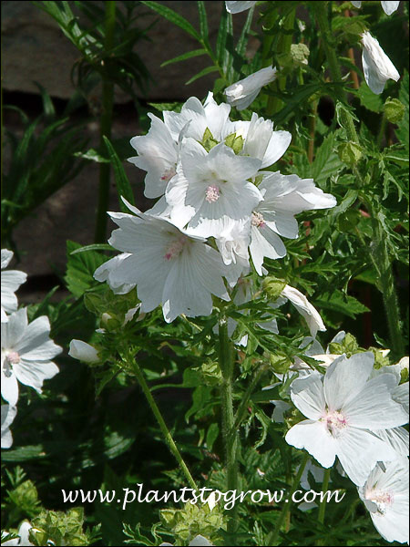 (3)4-8 | Plants To Grow Plants Database by Paul S. Drobot