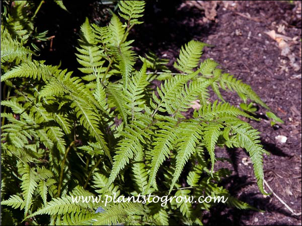 5 | Plants To Grow Plants Database by Paul S. Drobot