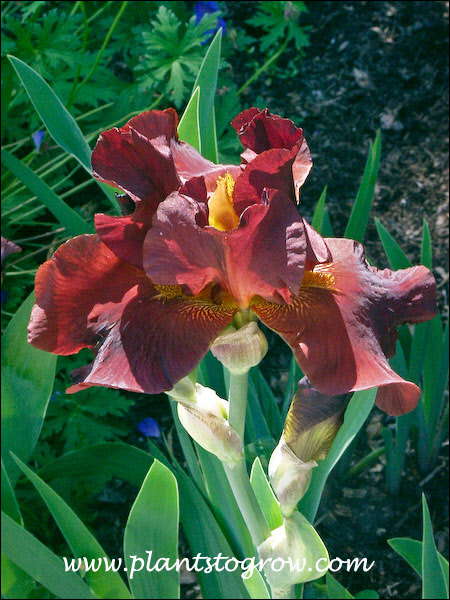 Tall Bearded Iris | Plants To Grow Plants Database by Paul S. Drobot