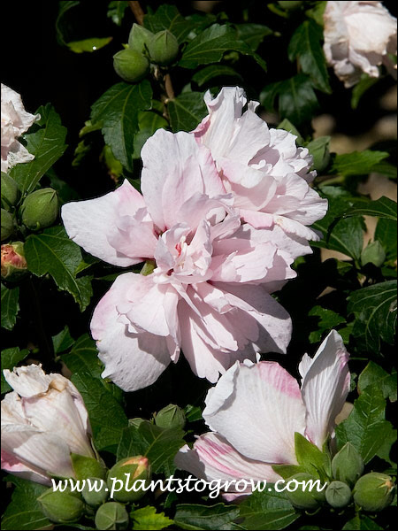 Blushing Bride Hibiscus (Hibiscus syriacus) | Plants To Grow Plants ...