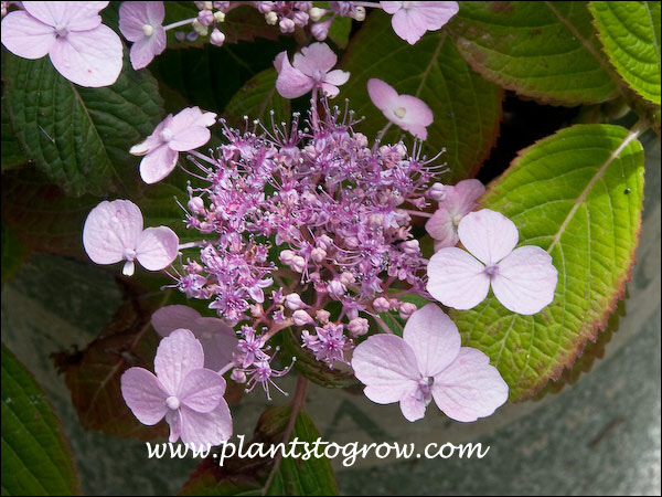 (5)6-9 | Plants To Grow Plants Database by Paul S. Drobot