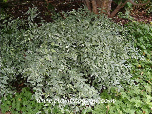 5-9 | Plants To Grow Plants Database by Paul S. Drobot