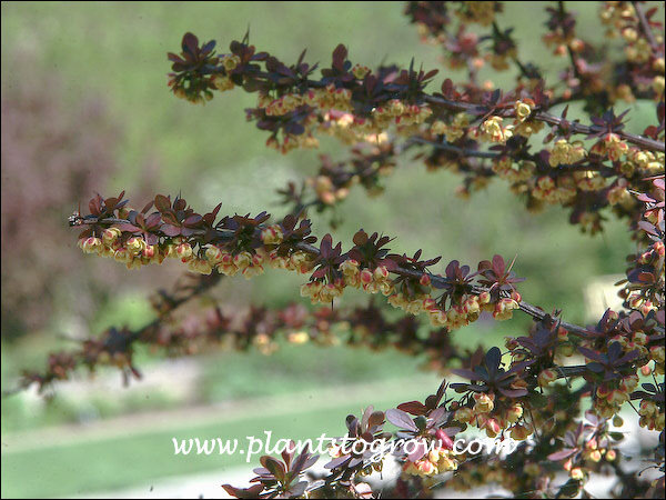 4 | Plants To Grow Plants Database by Paul S. Drobot