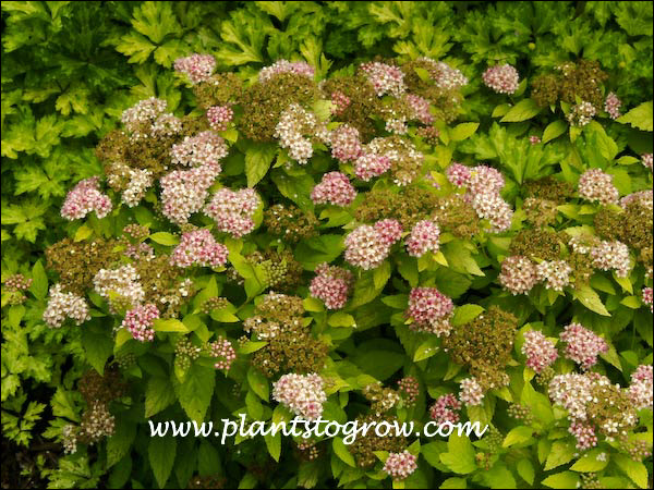 Golden Imp Spirea (Spiraea) | Plants To Grow Plants Database by Paul S ...