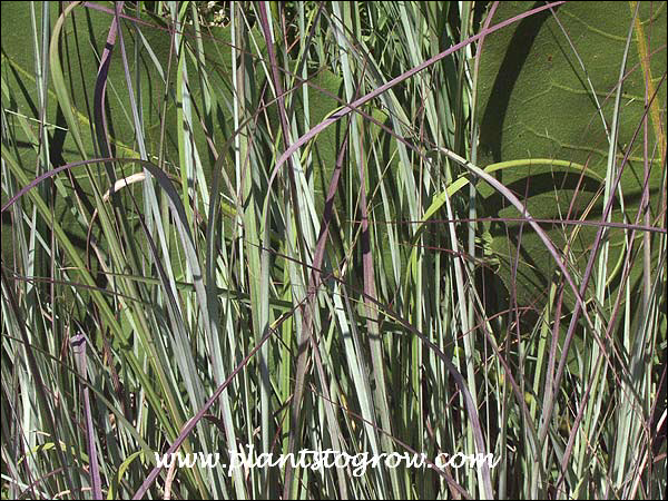 Little Blue Stem Grass (Schizachyrium scoparium) | Plants To Grow ...