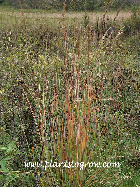 Little Blue Stem Grass (Schizachyrium scoparium) | Plants To Grow ...