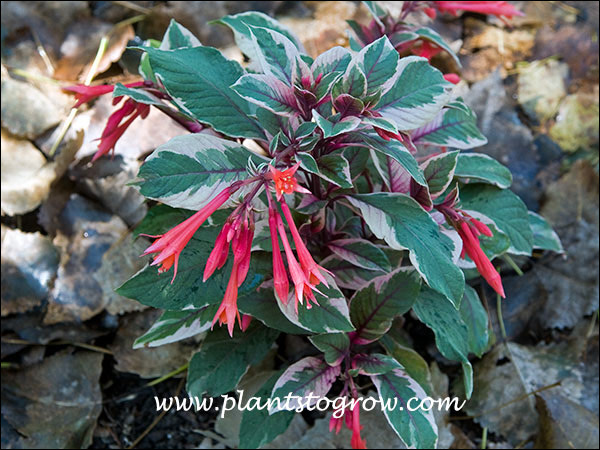 10-11 | Plants To Grow Plants Database by Paul S. Drobot