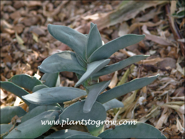 Propeller Plant | Plants To Grow Plants Database by Paul S. Drobot