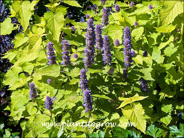 (5)6-9 | Plants To Grow Plants Database by Paul S. Drobot