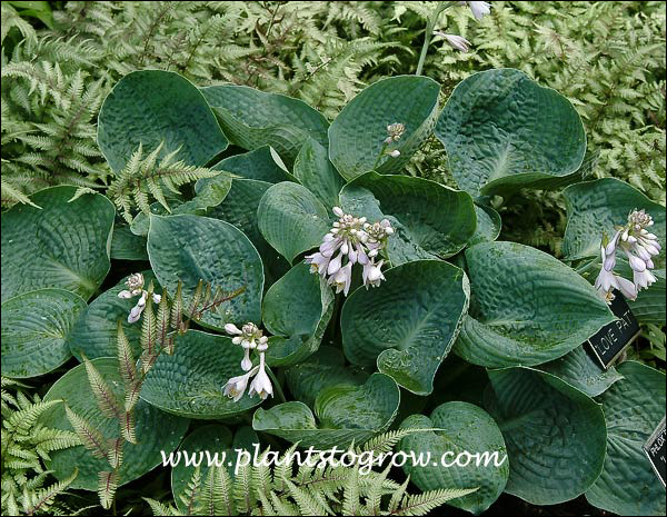 Hosta Love Pat | Plants To Grow Plants Database by Paul S. Drobot