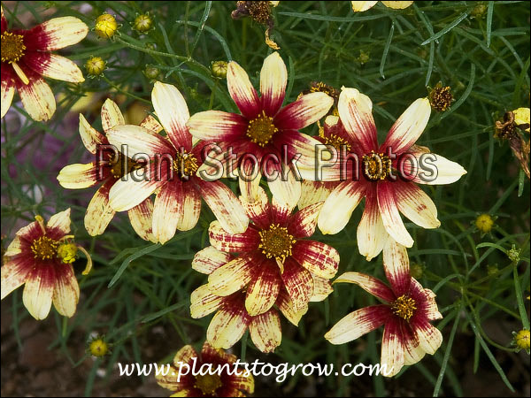 5 | Plants To Grow Plants Database by Paul S. Drobot