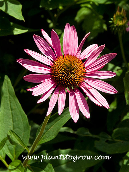 (4)5-9 | Plants To Grow Plants Database by Paul S. Drobot