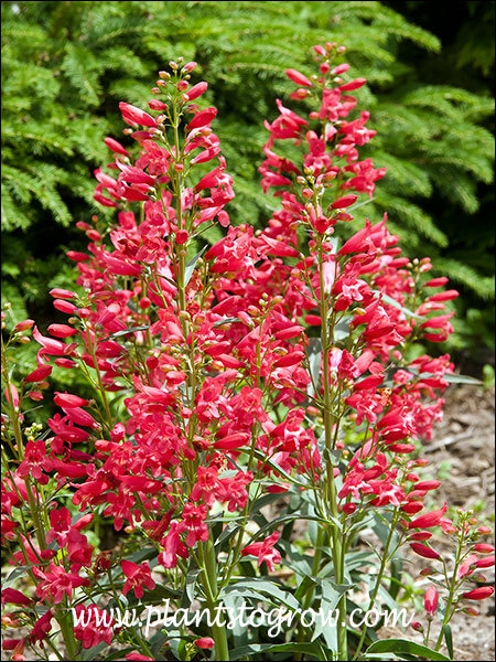 5-8 | Plants To Grow Plants Database by Paul S. Drobot