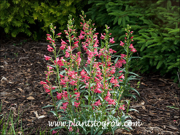 5-8 | Plants To Grow Plants Database by Paul S. Drobot