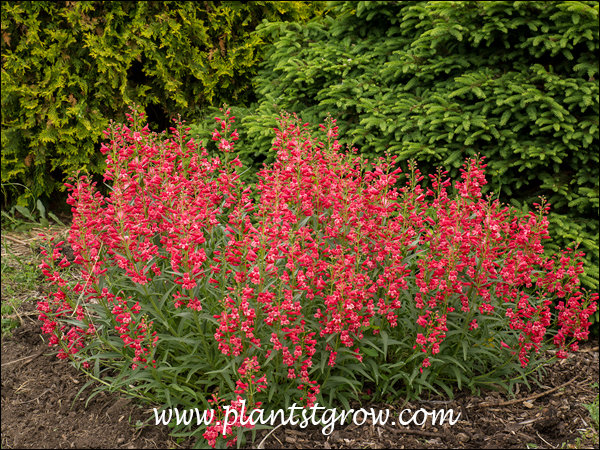 5-8 | Plants To Grow Plants Database by Paul S. Drobot