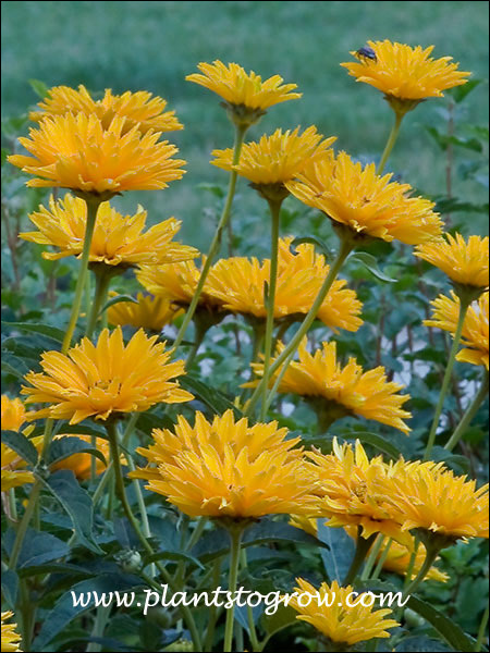 3-9 | Plants To Grow Plants Database by Paul S. Drobot