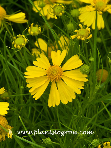 4-8 | Plants To Grow Plants Database by Paul S. Drobot