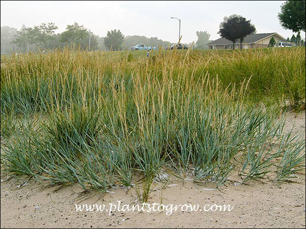 Blue Lyme Grass (Leymus arenarius) | Plants To Grow Plants Database by ...