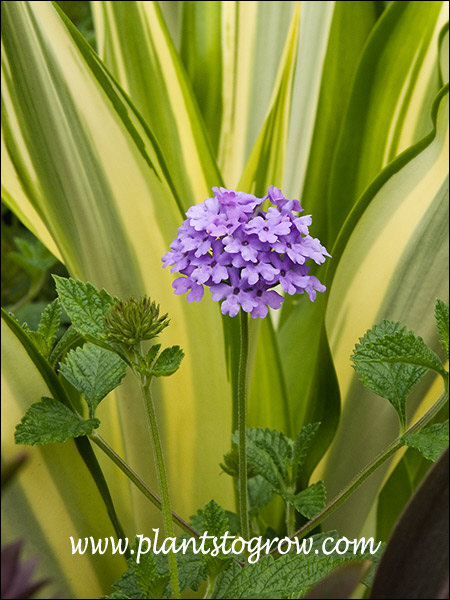 8-11, annual else where | Plants To Grow Plants Database by Paul S. Drobot
