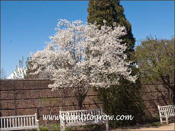 Cumulus Allegheny Serviceberry (Amelanchier laevis) | Plants To Grow ...