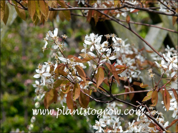 Cumulus Allegheny Serviceberry (Amelanchier laevis) | Plants To Grow ...