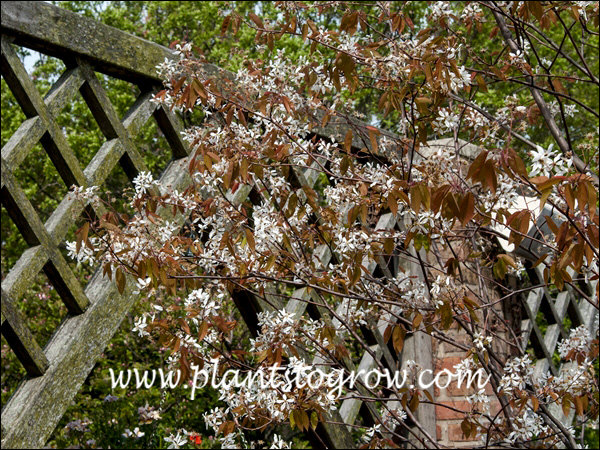 Cumulus Allegheny Serviceberry (Amelanchier laevis) | Plants To Grow ...