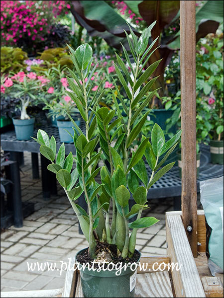 9-11 | Plants To Grow Plants Database by Paul S. Drobot